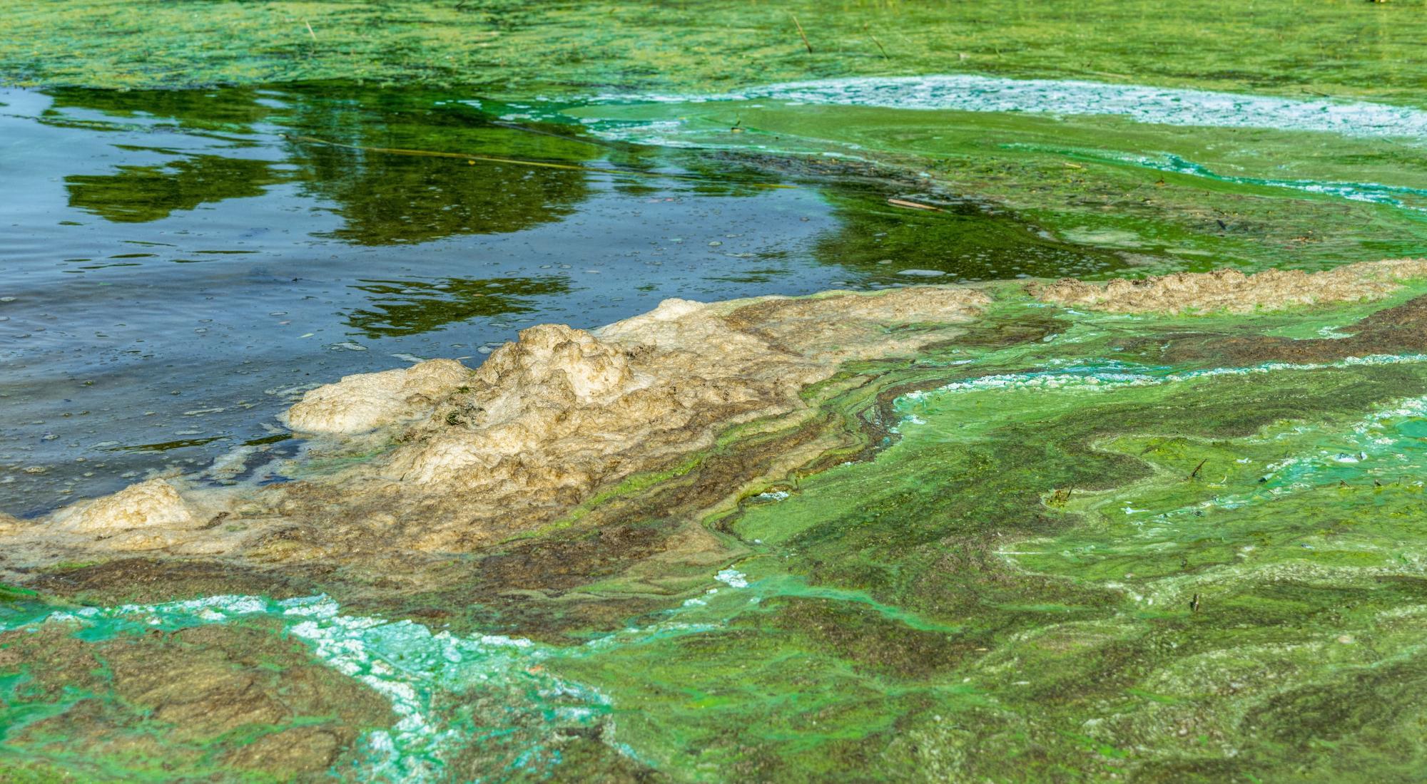 College of Science researchers uncover new driver of harmful algal ...